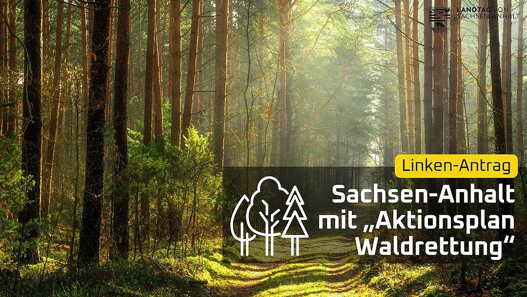 Landtag Sachsen-Anhalt: Die Linke fordert Plan zur Waldrettung Landtag Sachsen-Anhalt: Die Linke fordert Plan zur Waldrettung